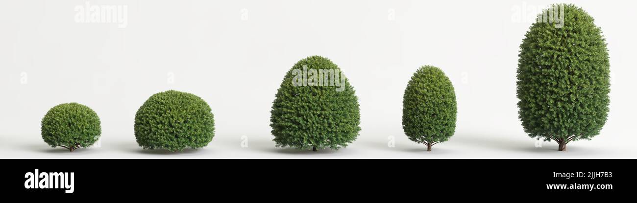 3d illustration of flower bush isolated on white background Stock Photo ...
