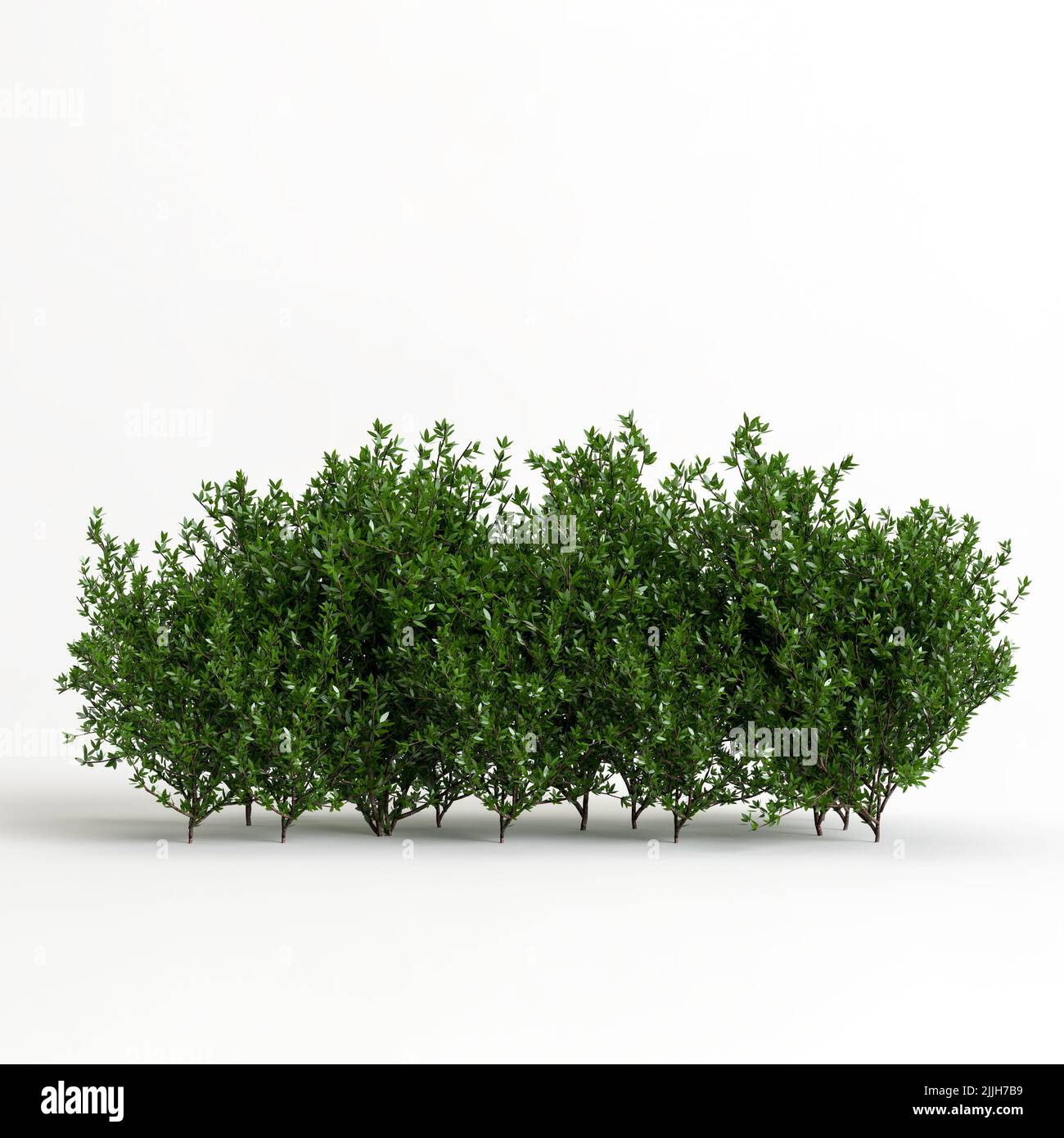 3d illustration of flower bush isolated on white background Stock Photo ...