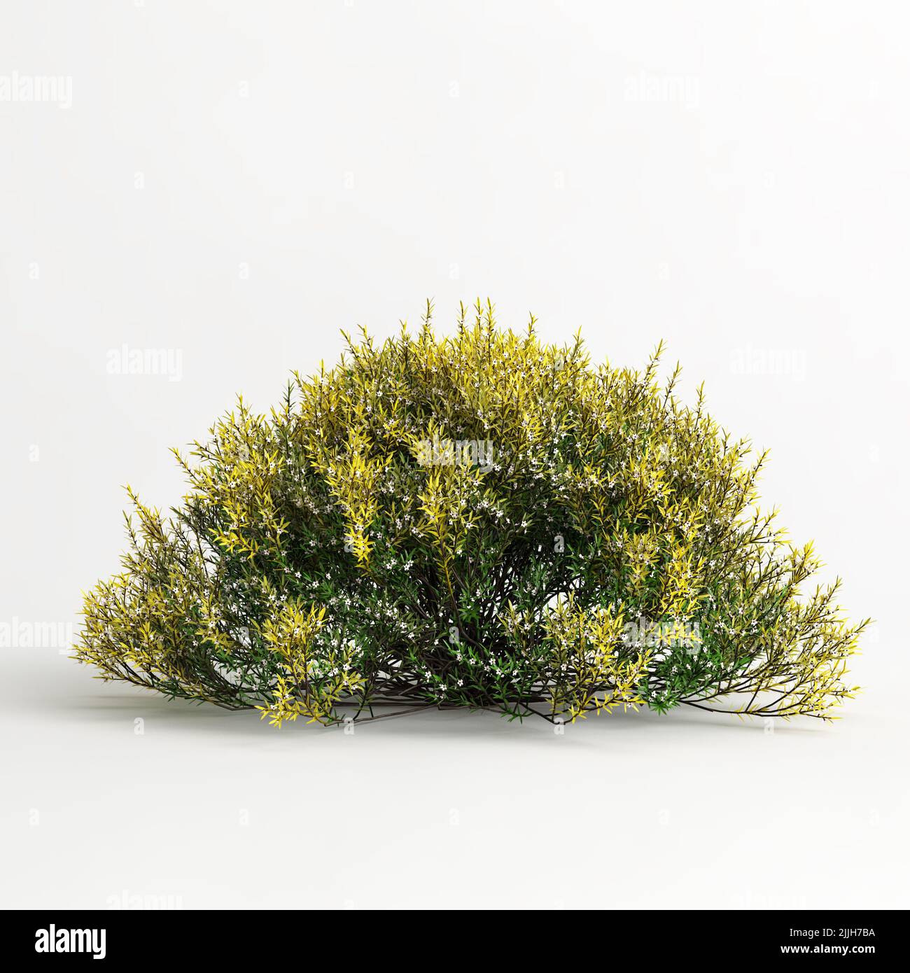 3d illustration of flower bush isolated on white background Stock Photo ...
