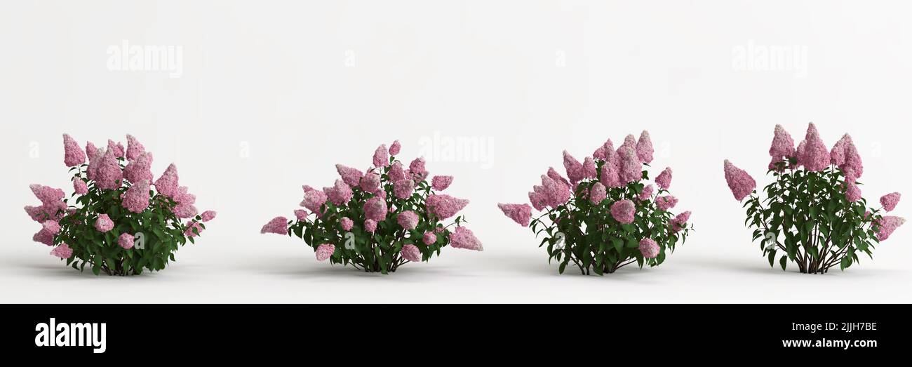 3d illustration of flower bush isolated on white background Stock Photo ...