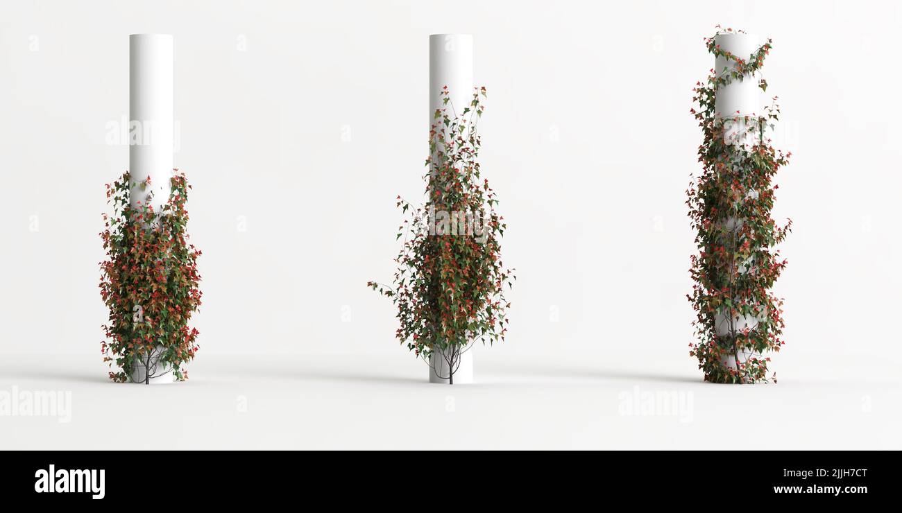 3d illustration of creeper plant isolated on white background Stock ...