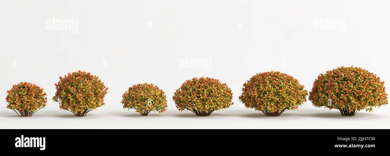 3d illustration of flower bush isolated on white background Stock Photo ...