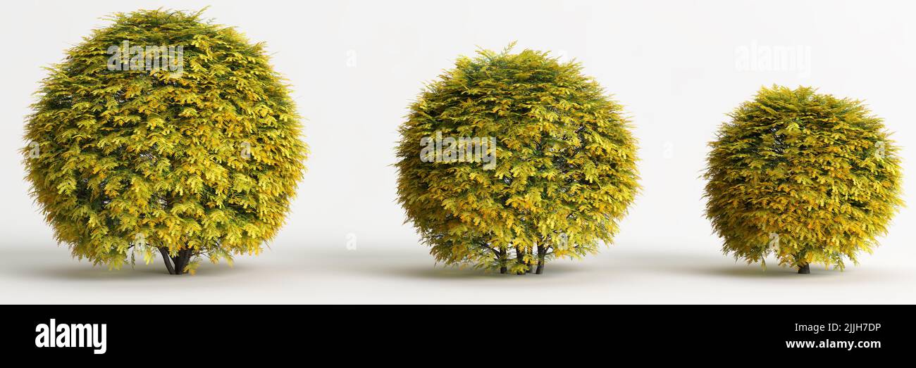 3d illustration of flower bush isolated on white background Stock Photo ...