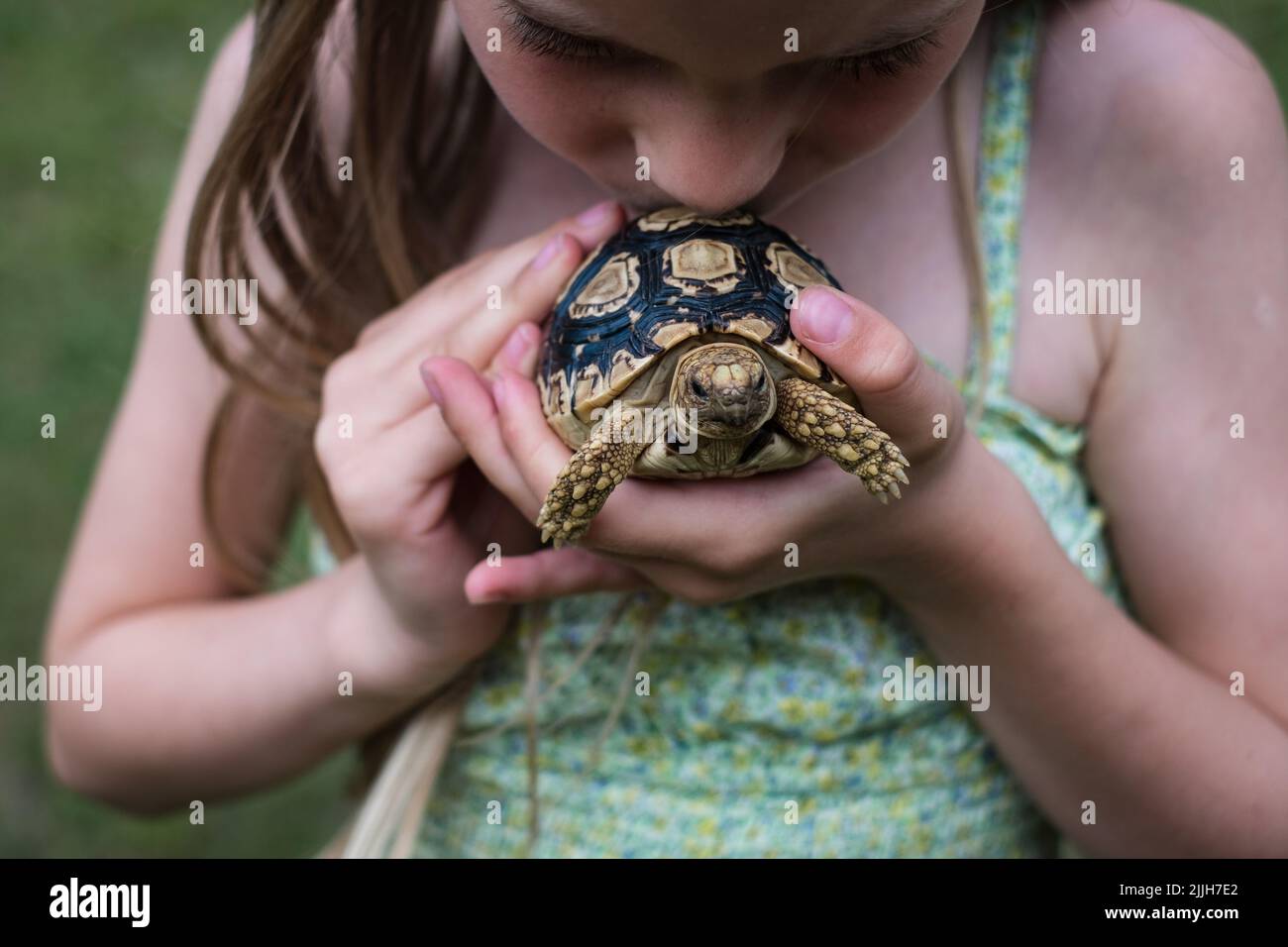 Leopard tortoise. Child holding and kissing pa cute pet turtle with spotted shell Stock Photo ...