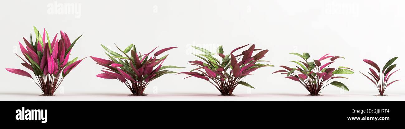 3d illustration of set plant isolated on white background Stock Photo ...
