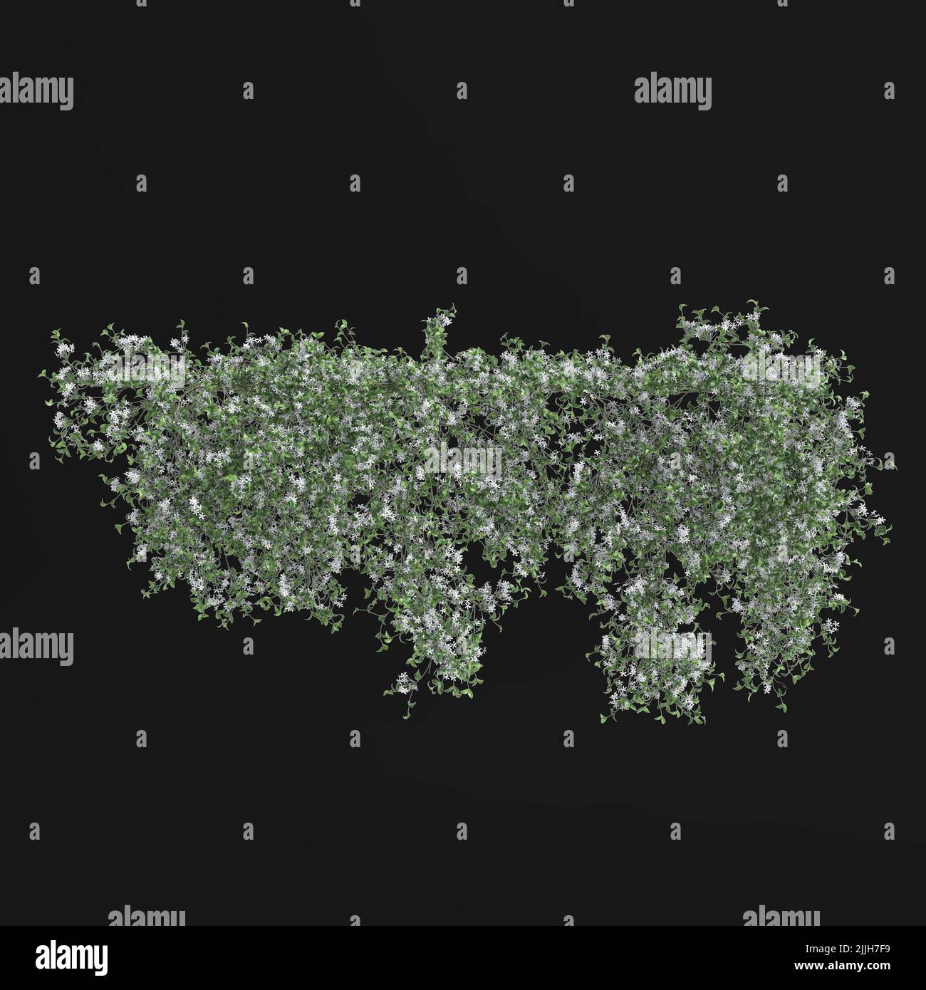 Black ivy illustration hi-res stock photography and images - Alamy
