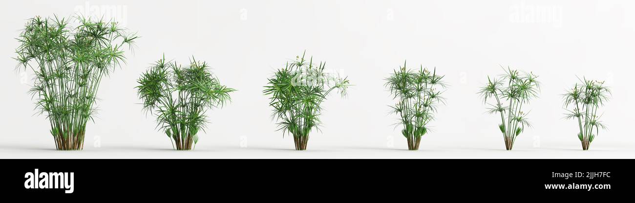 3d illustration of set plant isolated on white background Stock Photo ...