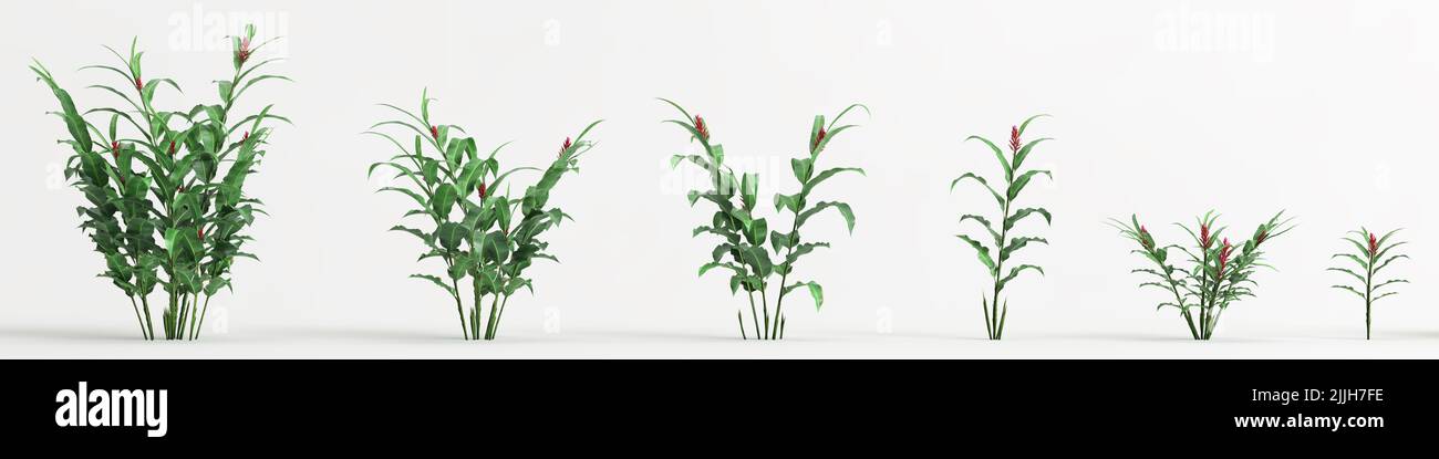 3d illustration of set plant isolated on white background Stock Photo ...