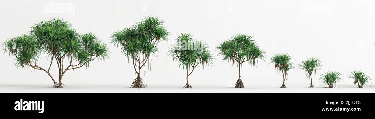 3d illustration of set plant isolated on white background Stock Photo ...