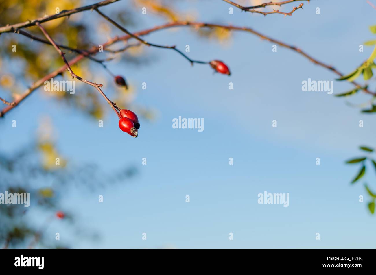 healthy ripe medical red briar fruit Stock Photo - Alamy