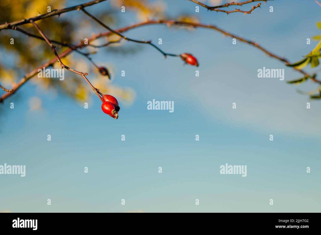 Briar fruit hi-res stock photography and images - Alamy