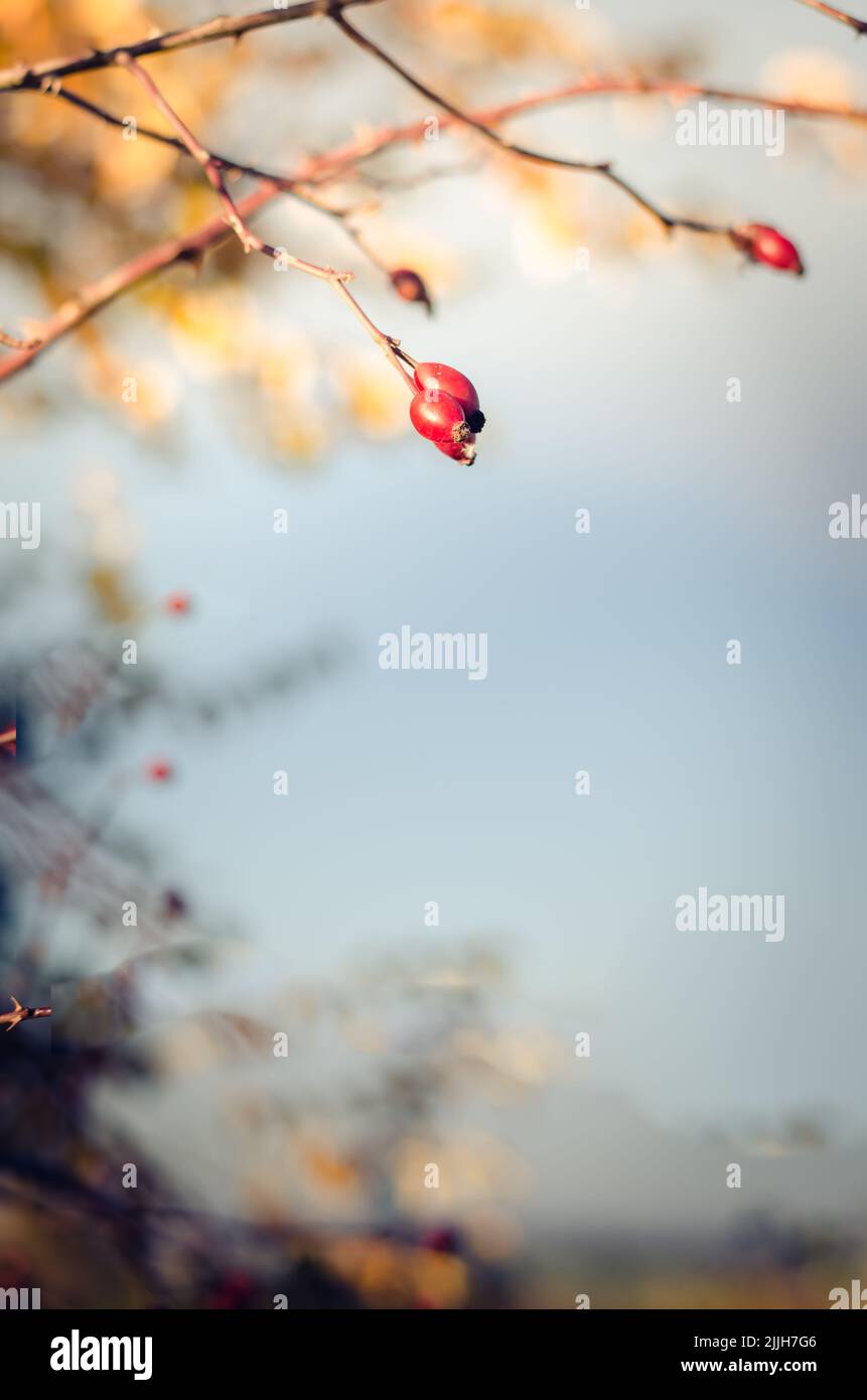 Briar fruit hi-res stock photography and images - Alamy