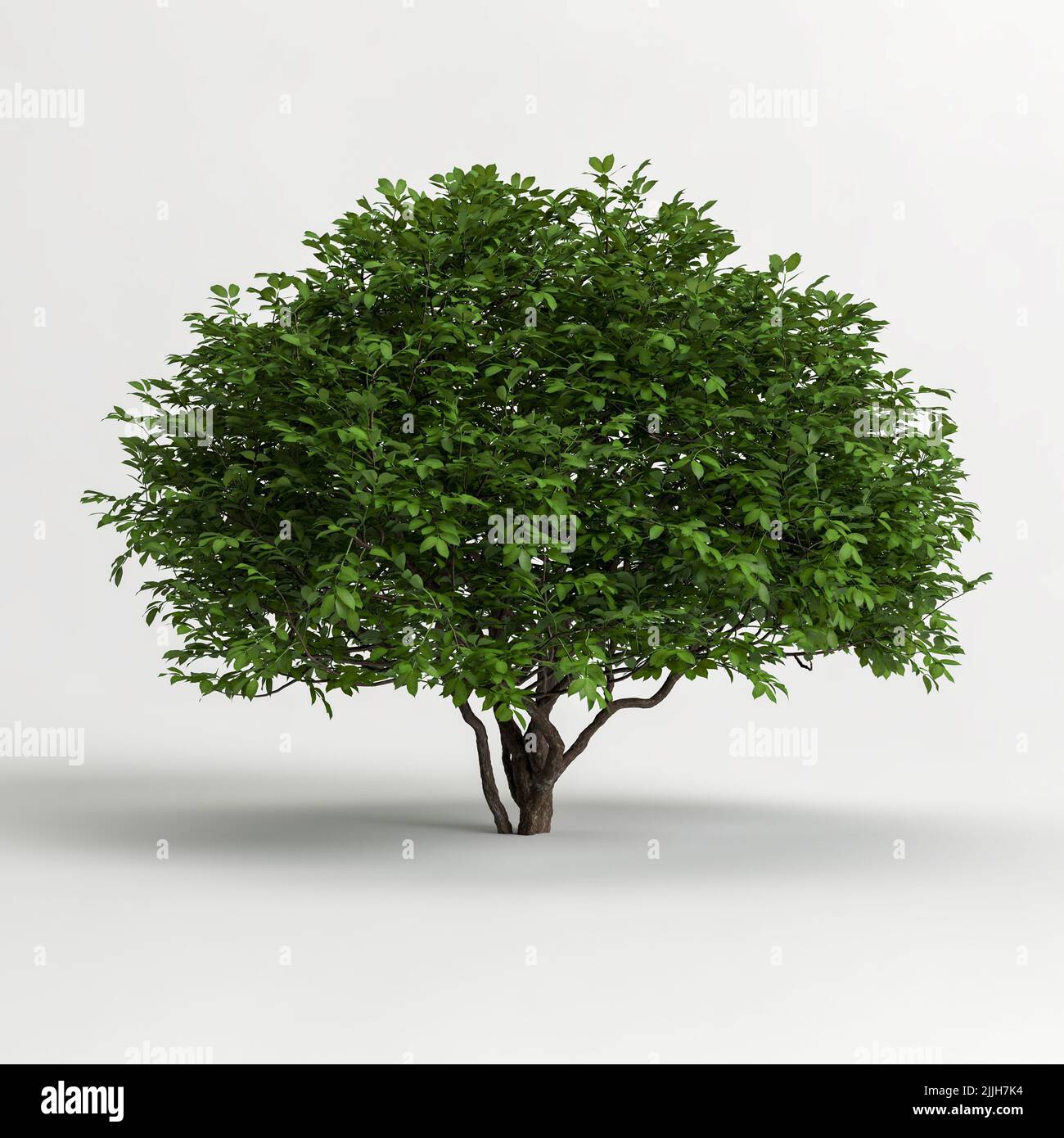 3d illustration of tree isolated on white background Stock Photo - Alamy