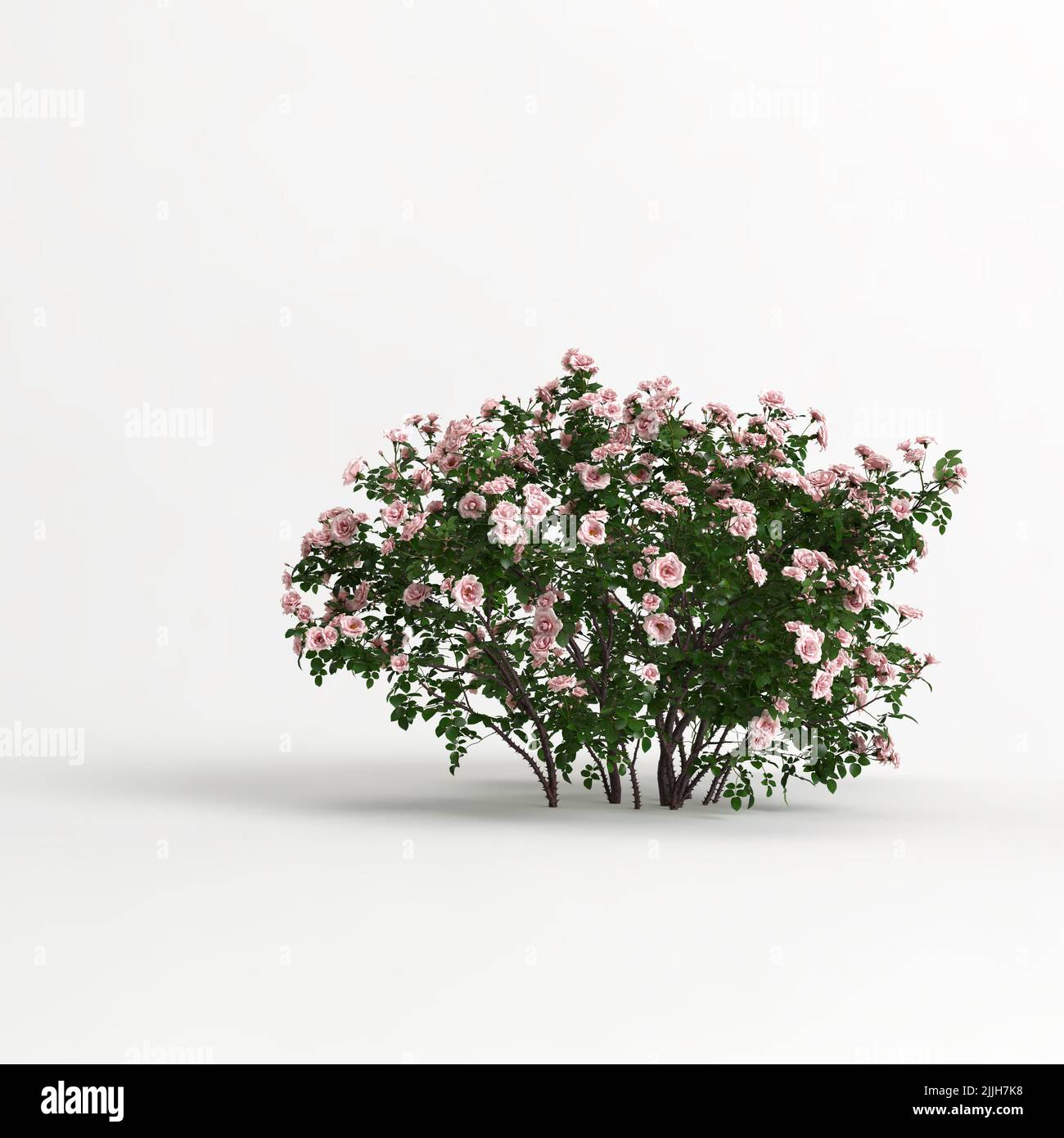 3d illustration of flower bush isolated on white background Stock Photo ...