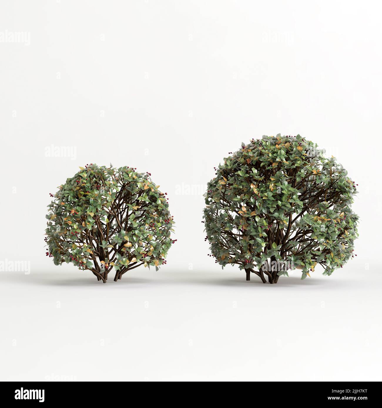 3d illustration of flower bush isolated on white background Stock Photo ...