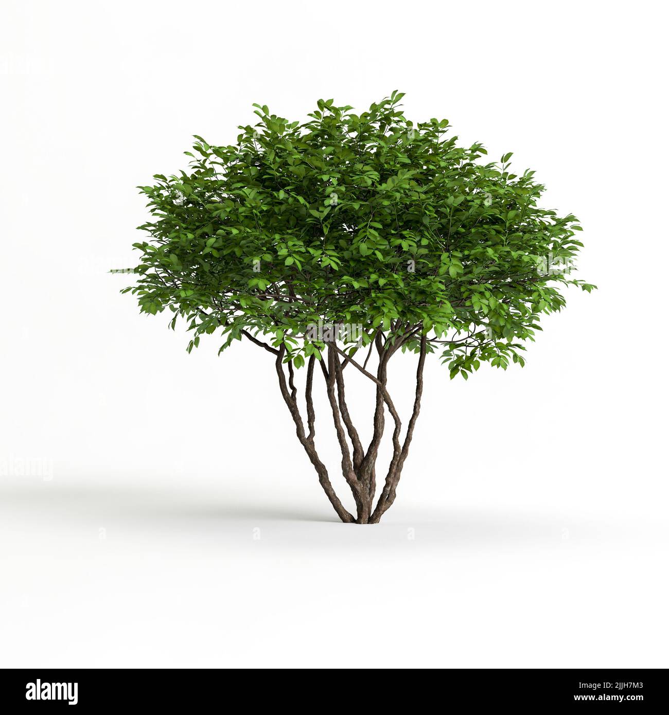 3d illustration of tree isolated on white background Stock Photo - Alamy