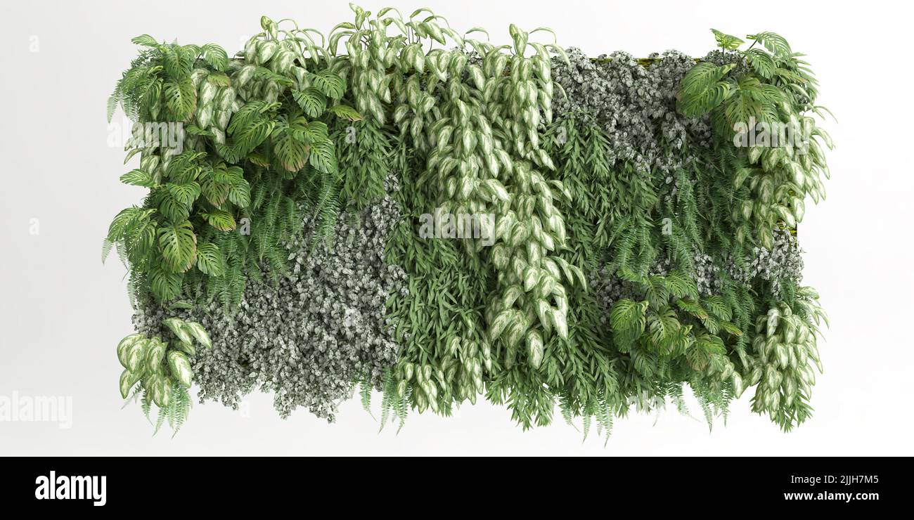 3d illustration of wall plant isolated on white background Stock Photo ...
