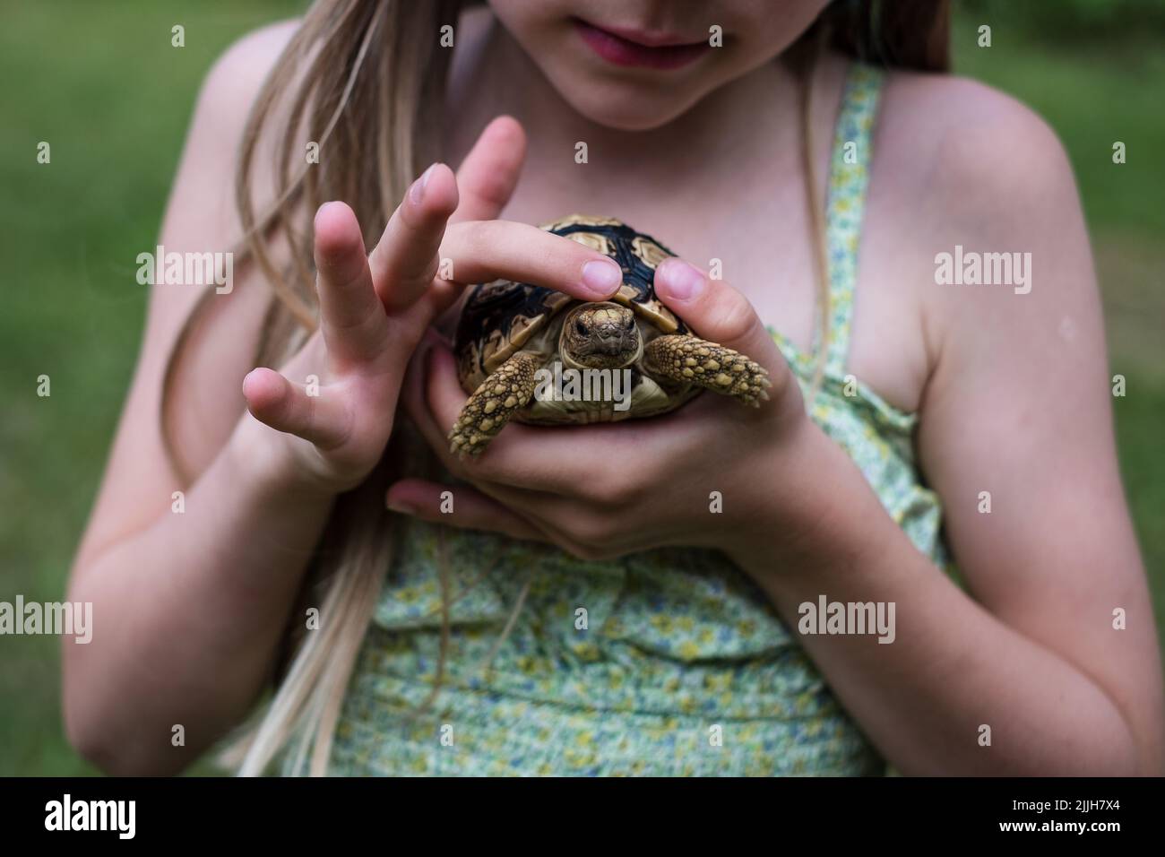 Leopard tortoise. Child holding a cute pet turtle with spotted shell ...
