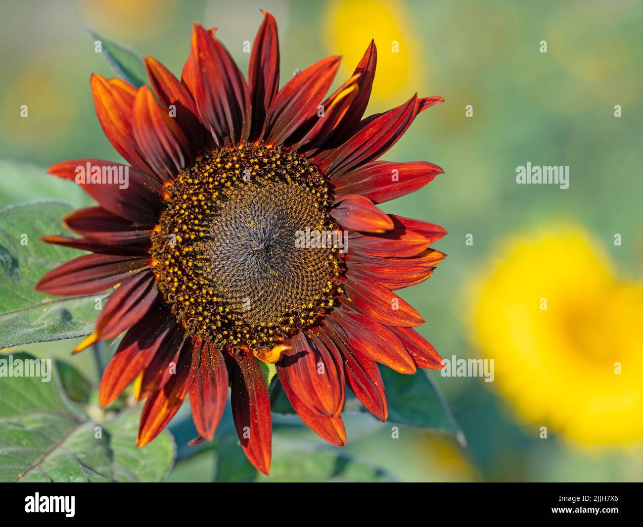Red sunflowers blooming in hi-res stock photography and images - Alamy
