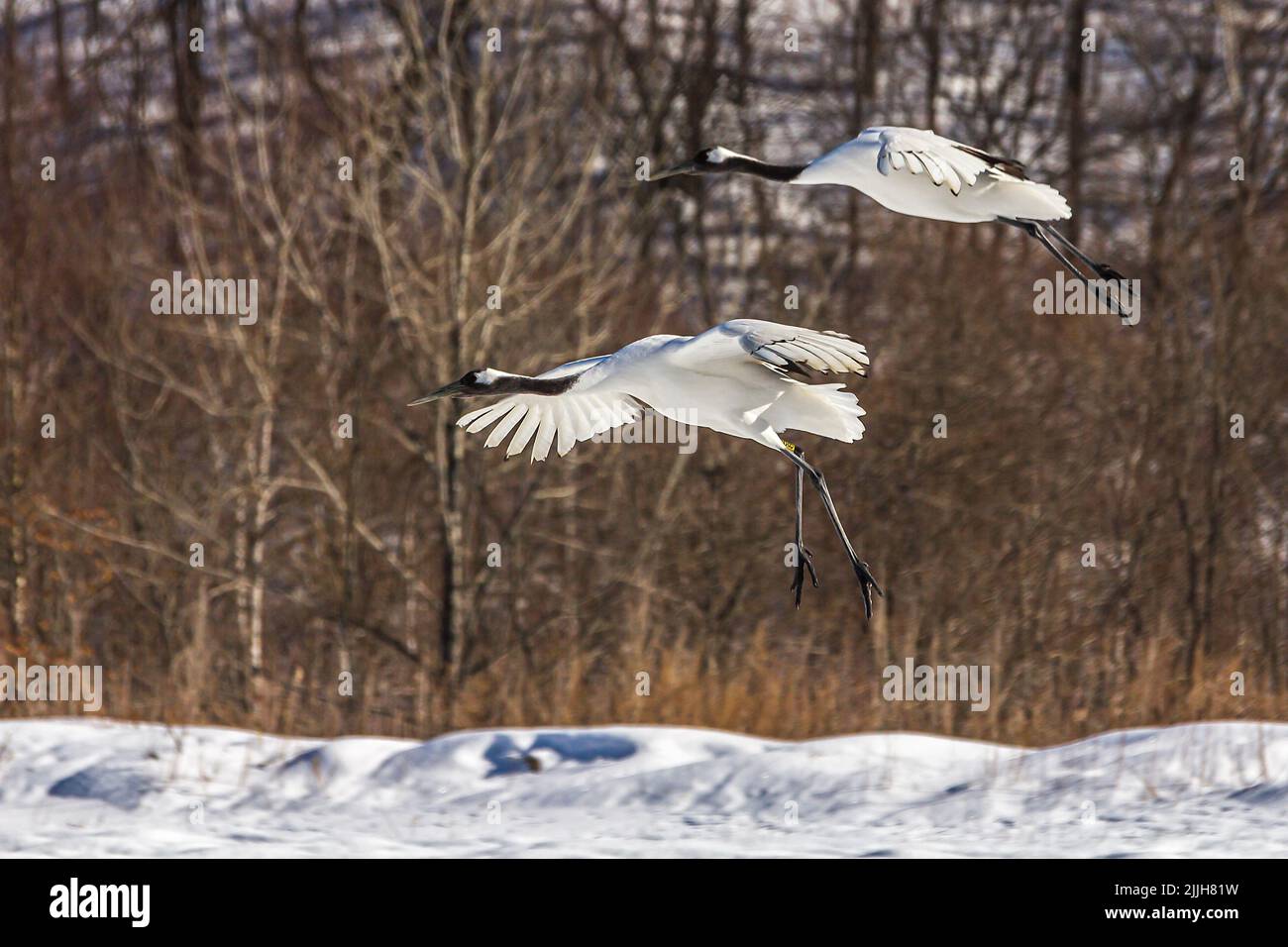 Red crowned cranes in flight hi-res stock photography and images - Alamy