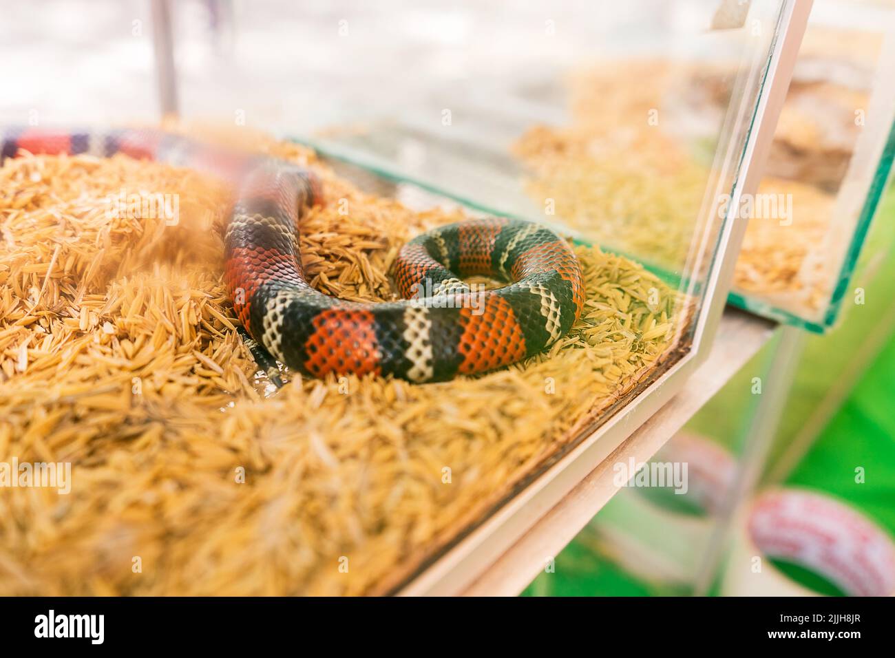 Snake in tank hi-res stock photography and images - Alamy