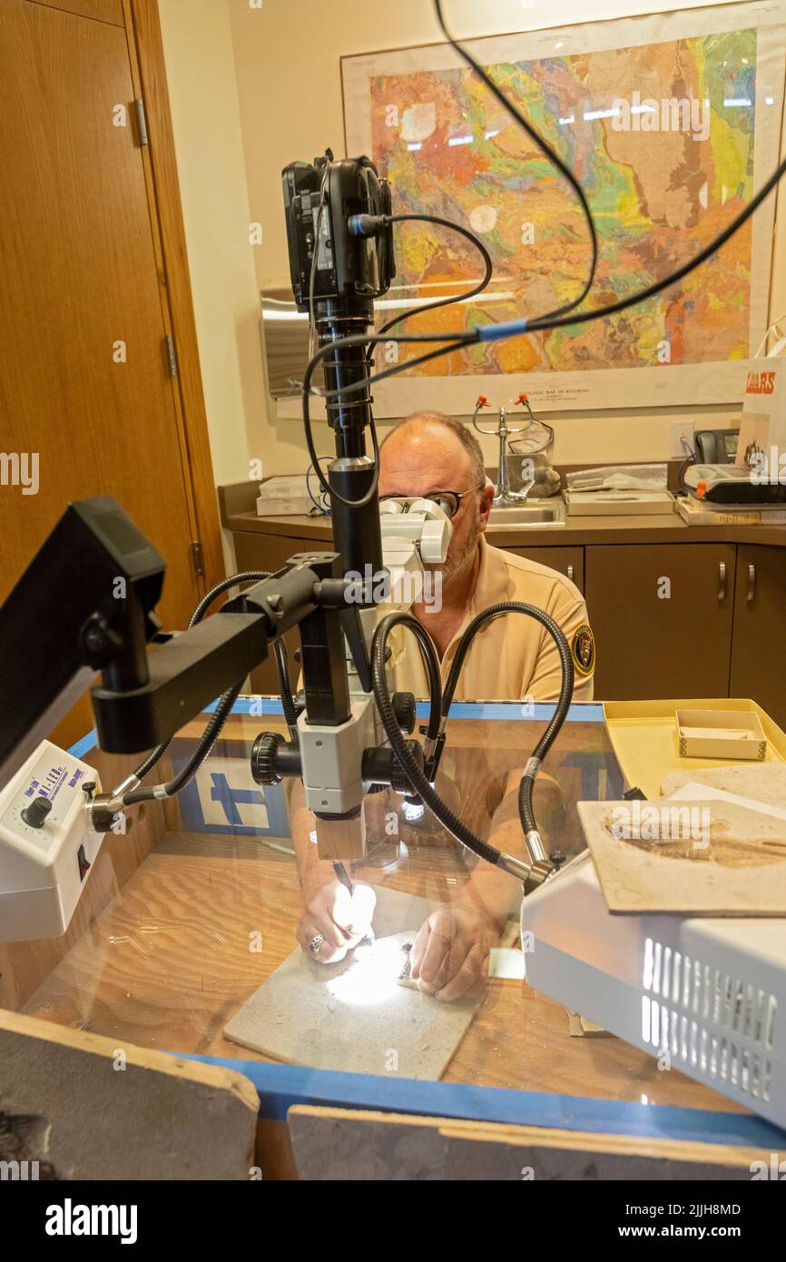 Kemmerer, Wyoming - Fossil Butte National Monument. A volunteer in the ...