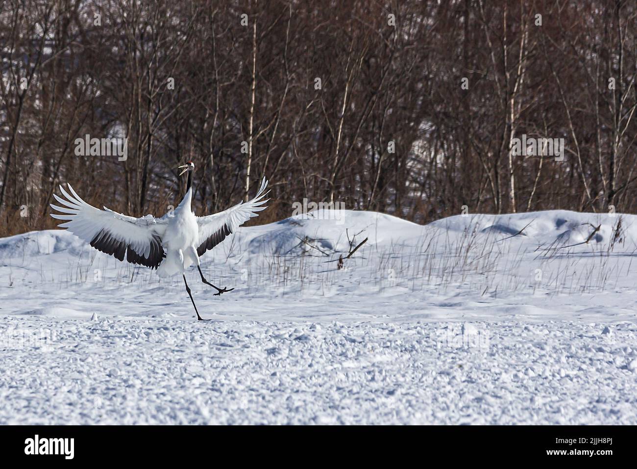 a red-crowned crane walking in the snow, Hokkaido, Japan Stock Photo ...