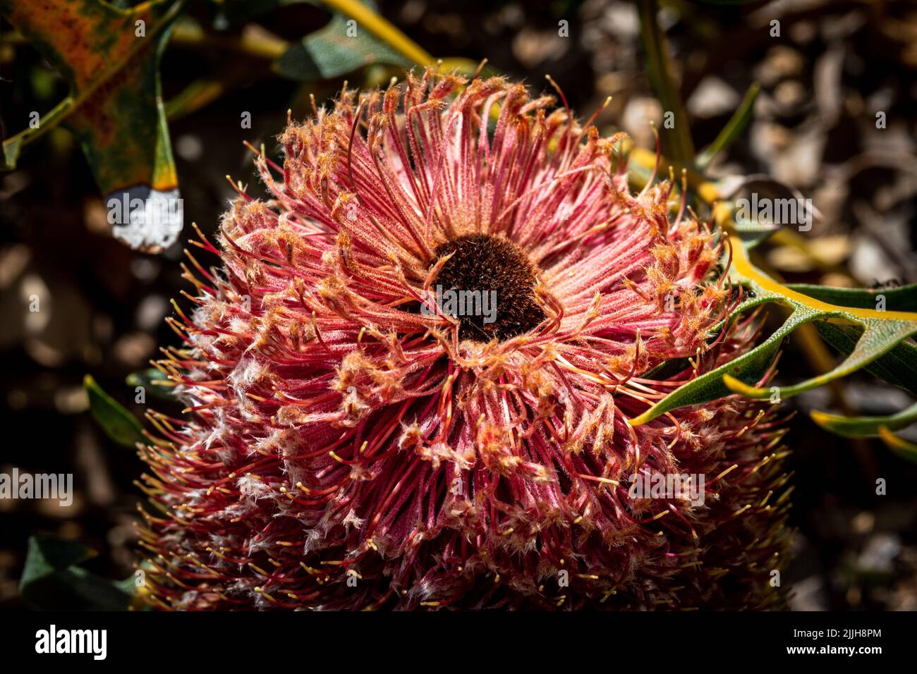 A closeup of a unique pink plant Banksia menziesii and its green leaves ...