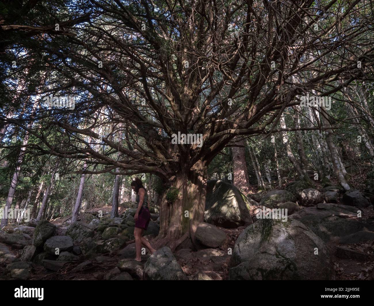 Female trekker in the forest walking by a several century old yew tree ...