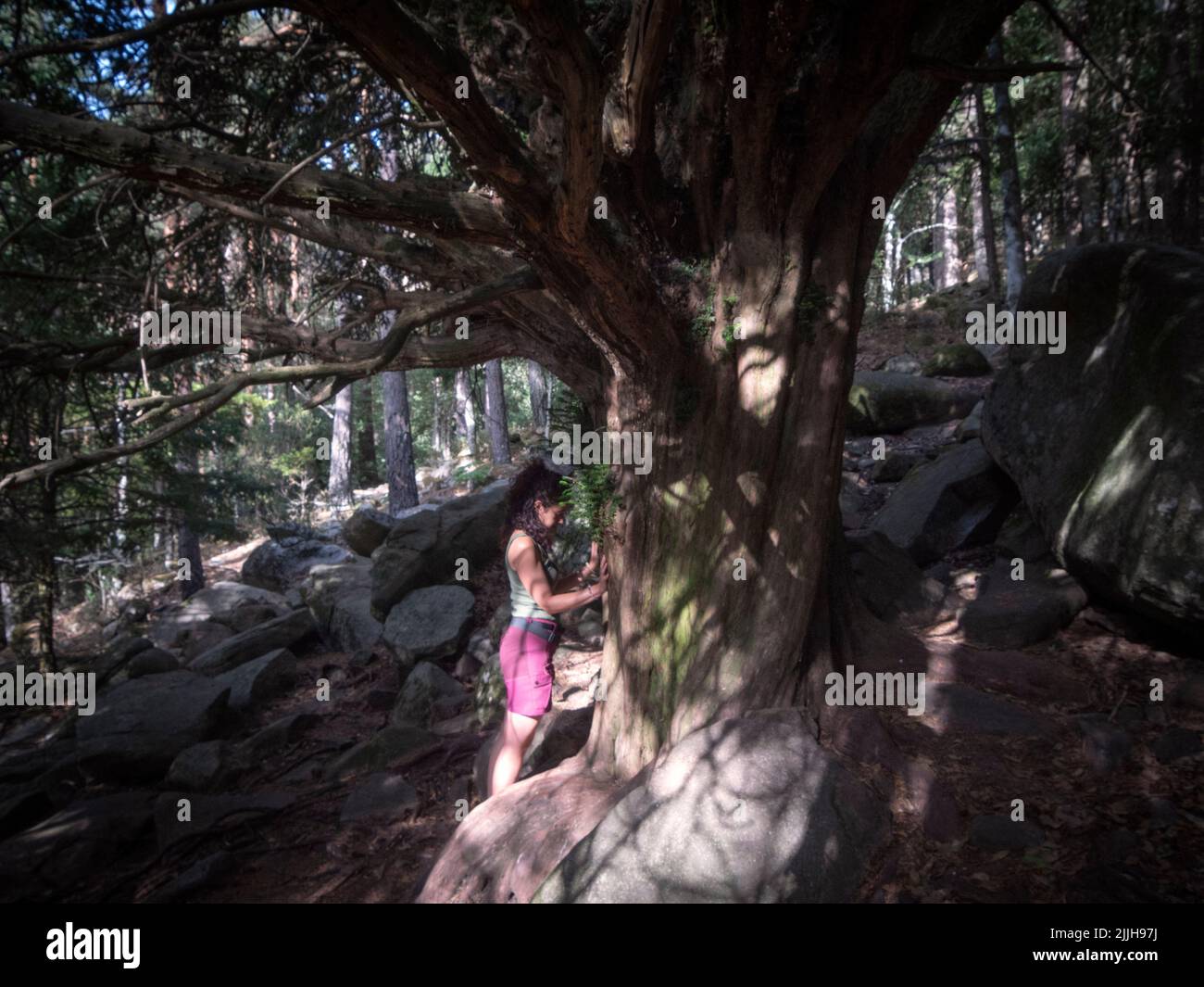 Female trekker talking or communicating with a several century old yew ...