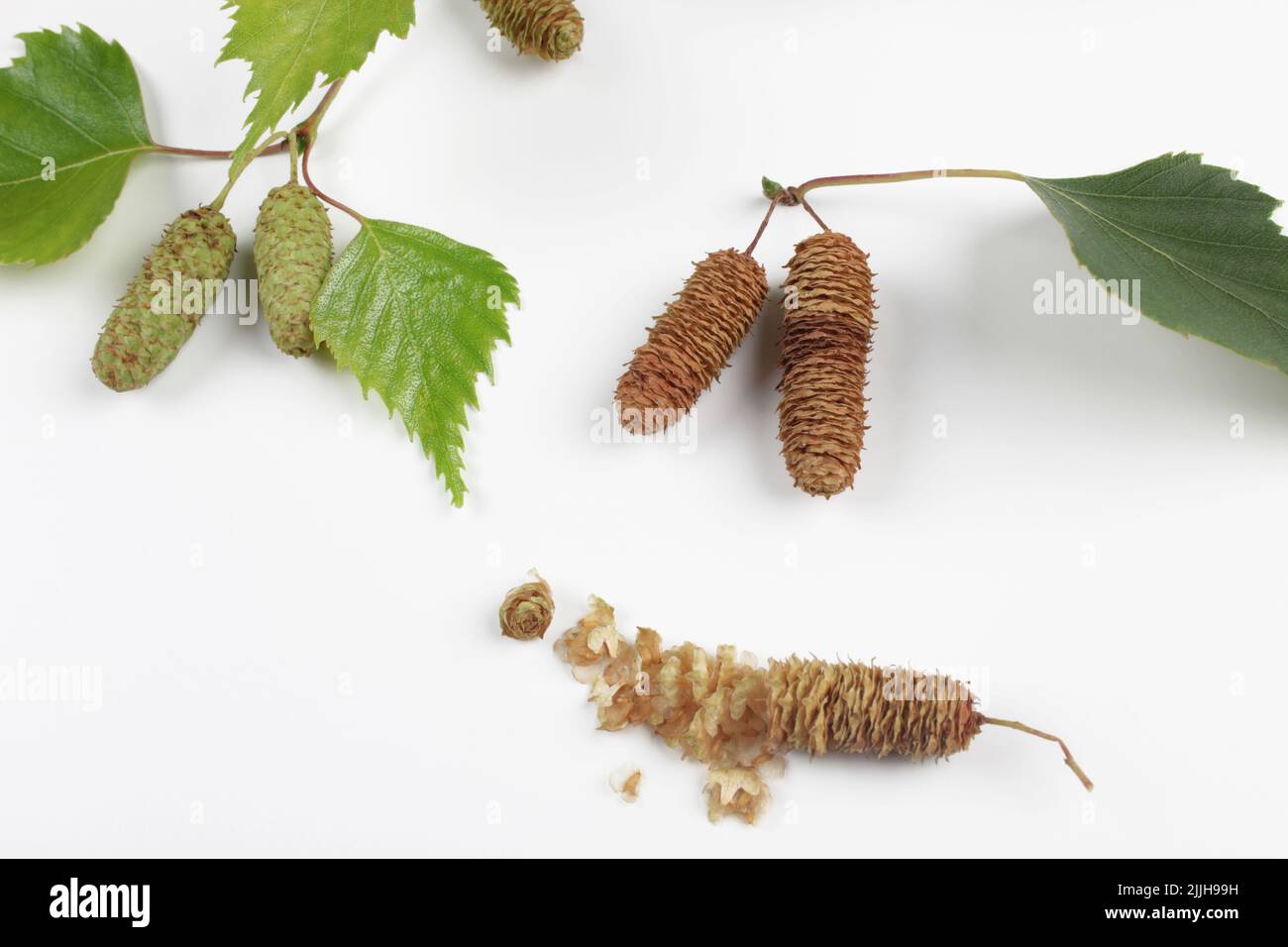 Birch Tree Fruit