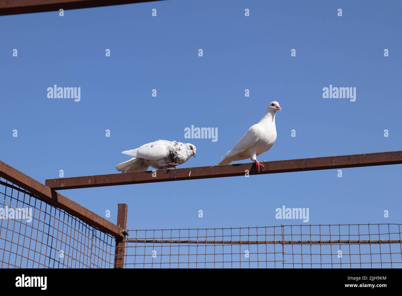 Pigeons aswan hi-res stock photography and images - Alamy
