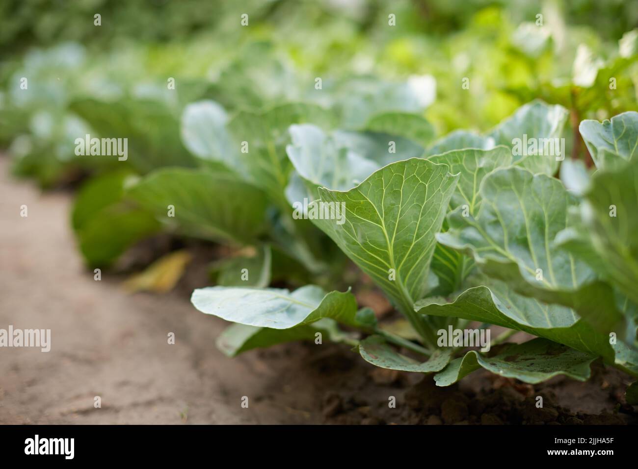 Rows of fresh cabbage plants in the garden Stock Photo - Alamy