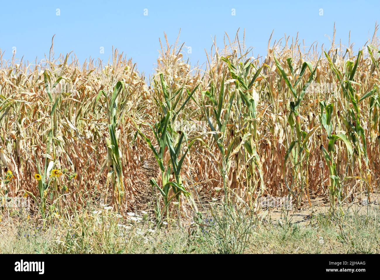Corn affected and damaged by high temperatures Stock Photo - Alamy