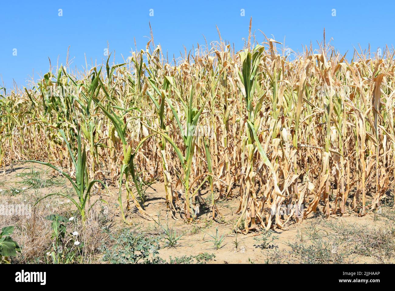 Corn affected and damaged by high temperatures Stock Photo - Alamy