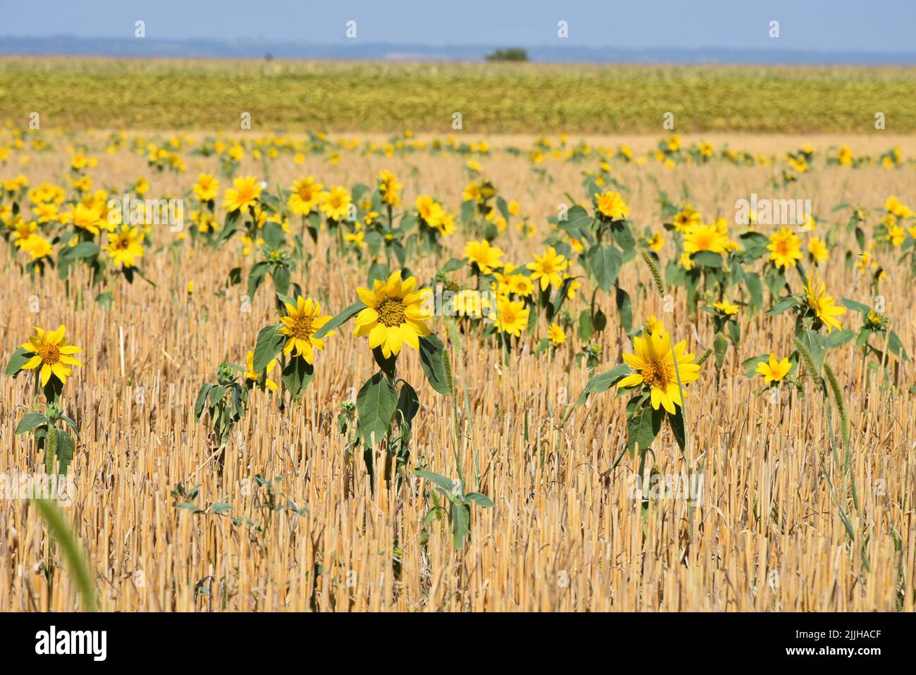 Small sunflowers growing on field of harvested wheat Stock Photo - Alamy