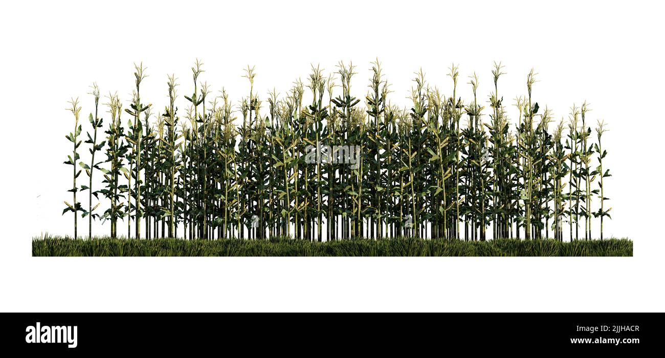 Rural cornfield Cut Out Stock Images & Pictures - Alamy