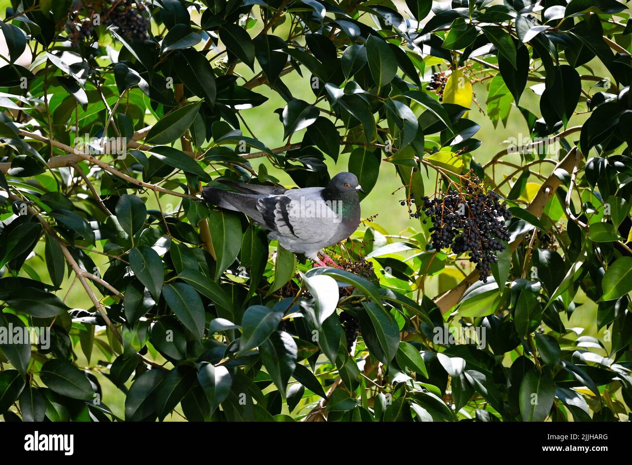 Pigeon resting in a tree Stock Photo - Alamy