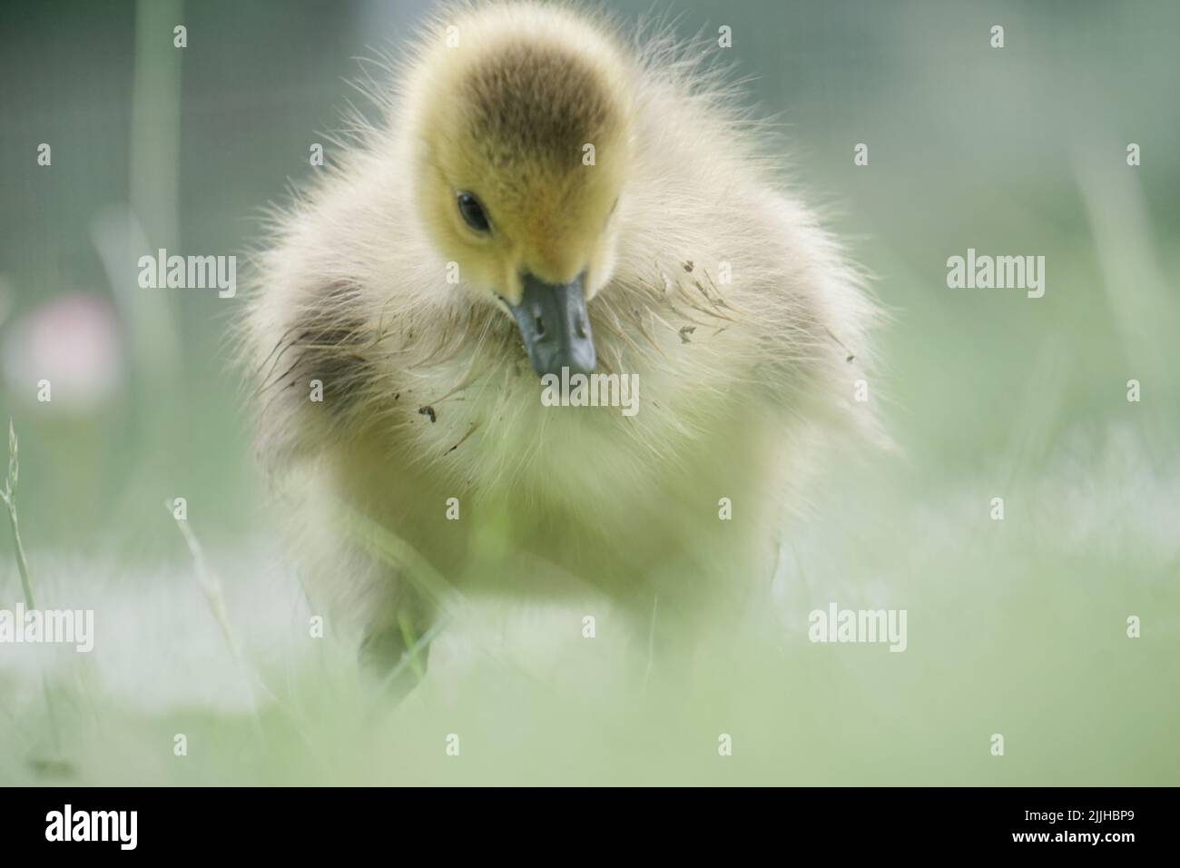 An adorable newly hatched canada goose chick in the grass Stock Photo ...