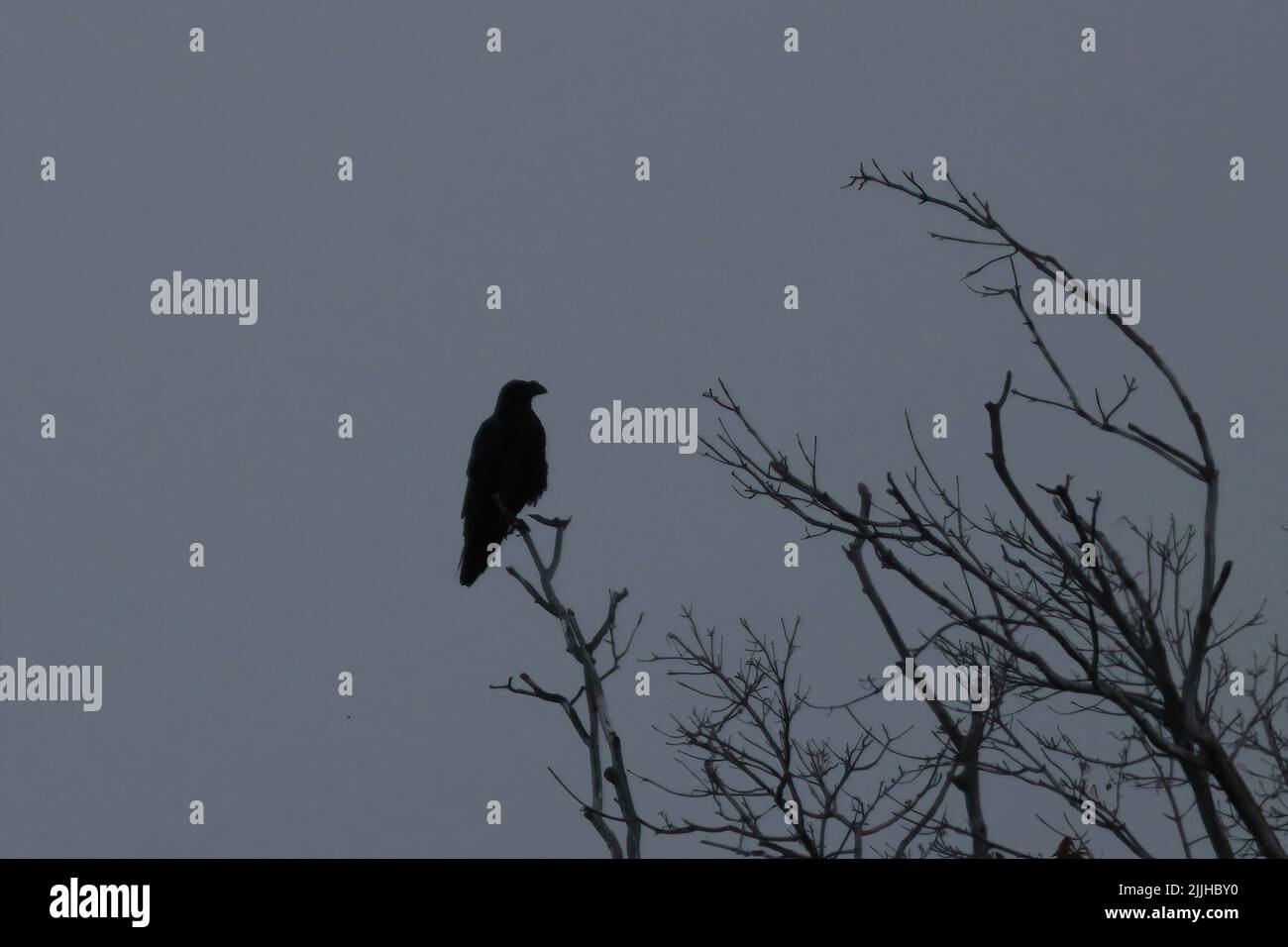 Raven in its habitat hi-res stock photography and images - Alamy