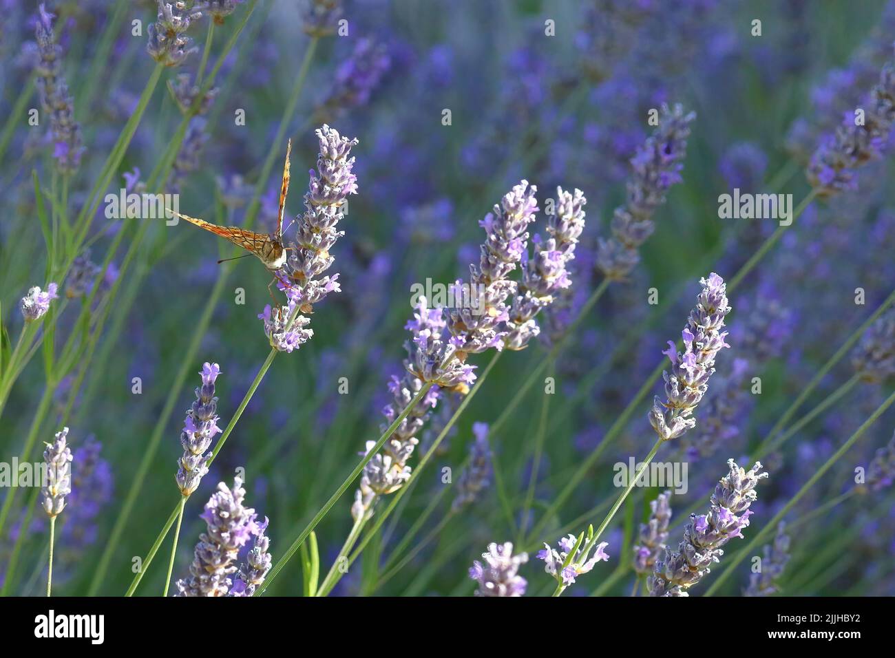 Callippe butterfly hi-res stock photography and images - Alamy