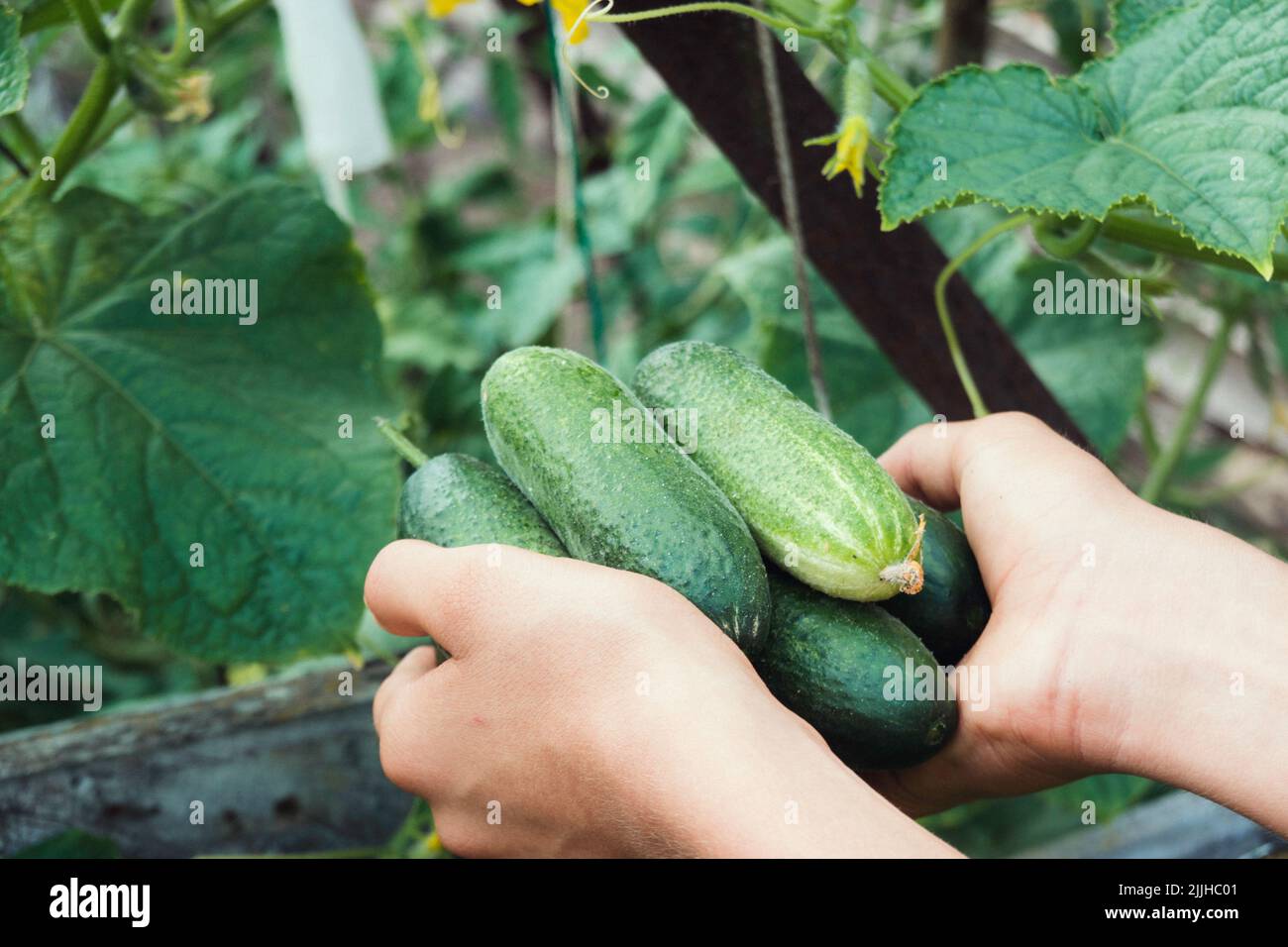 Hands holding fresh picked cucumbers. Teenager harvesting cucumbers in ...