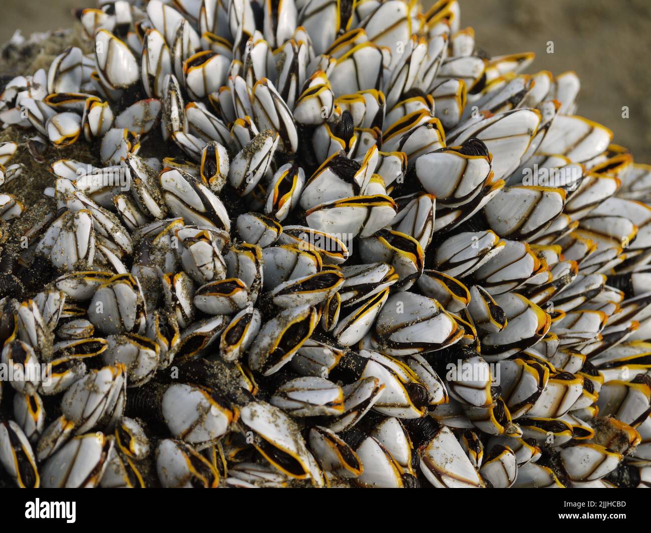 Goose barnacles hi-res stock photography and images - Alamy