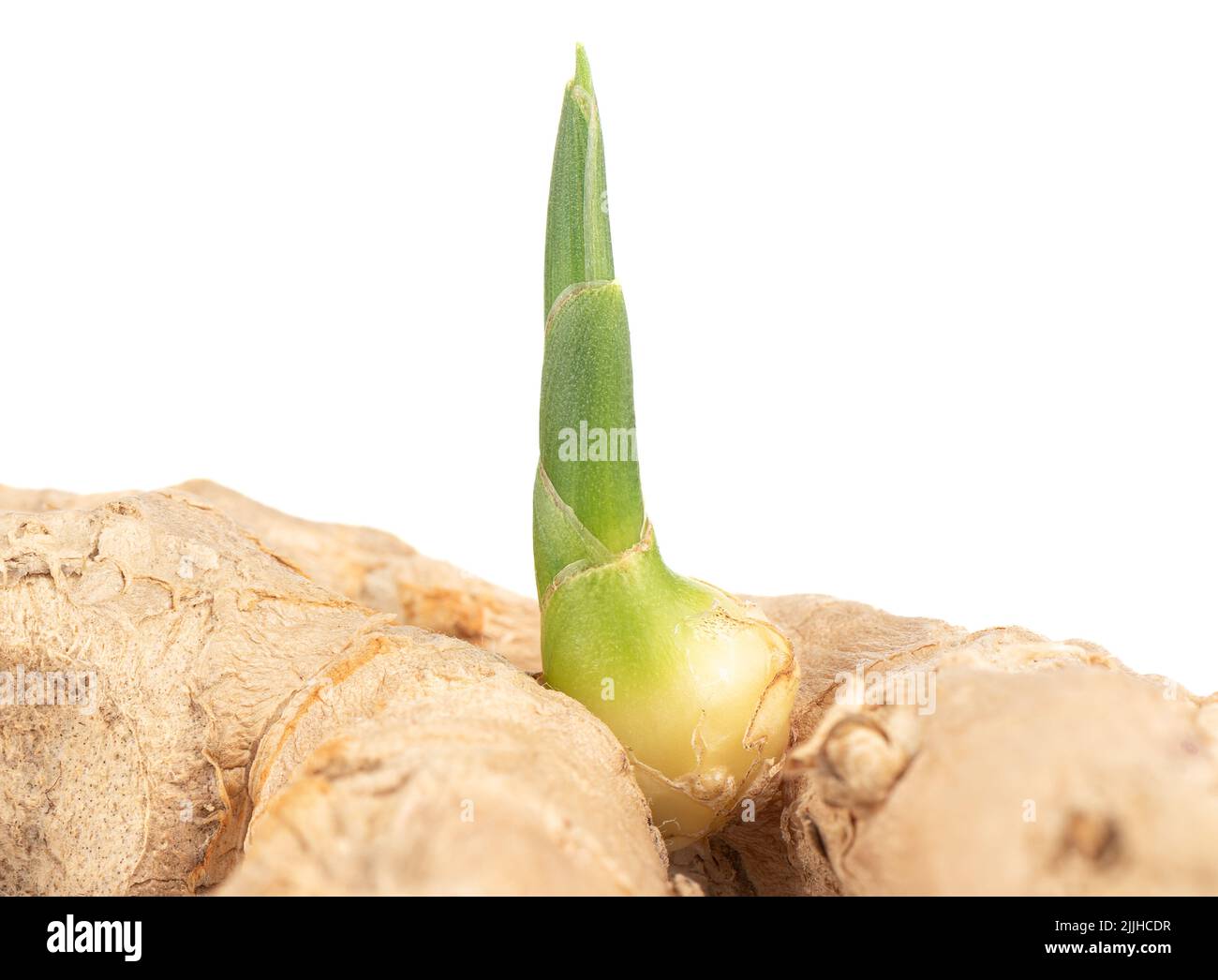 Close up fresh ginger root with young green sprout on white background ...
