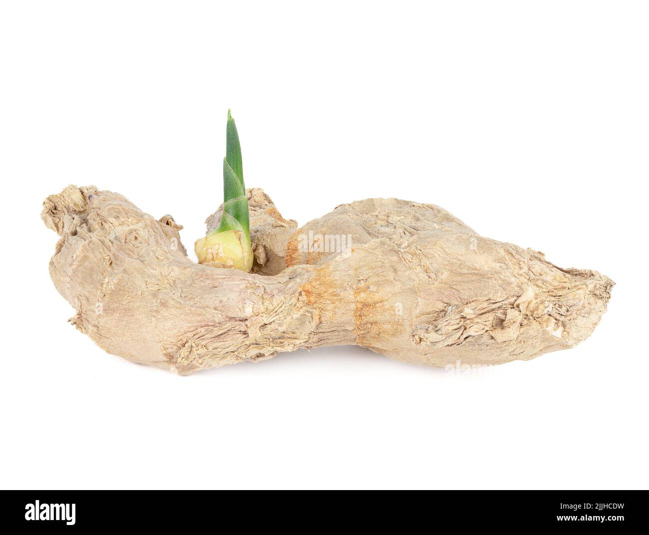 Fresh ginger root with young green sprout on white background. Seedling ...