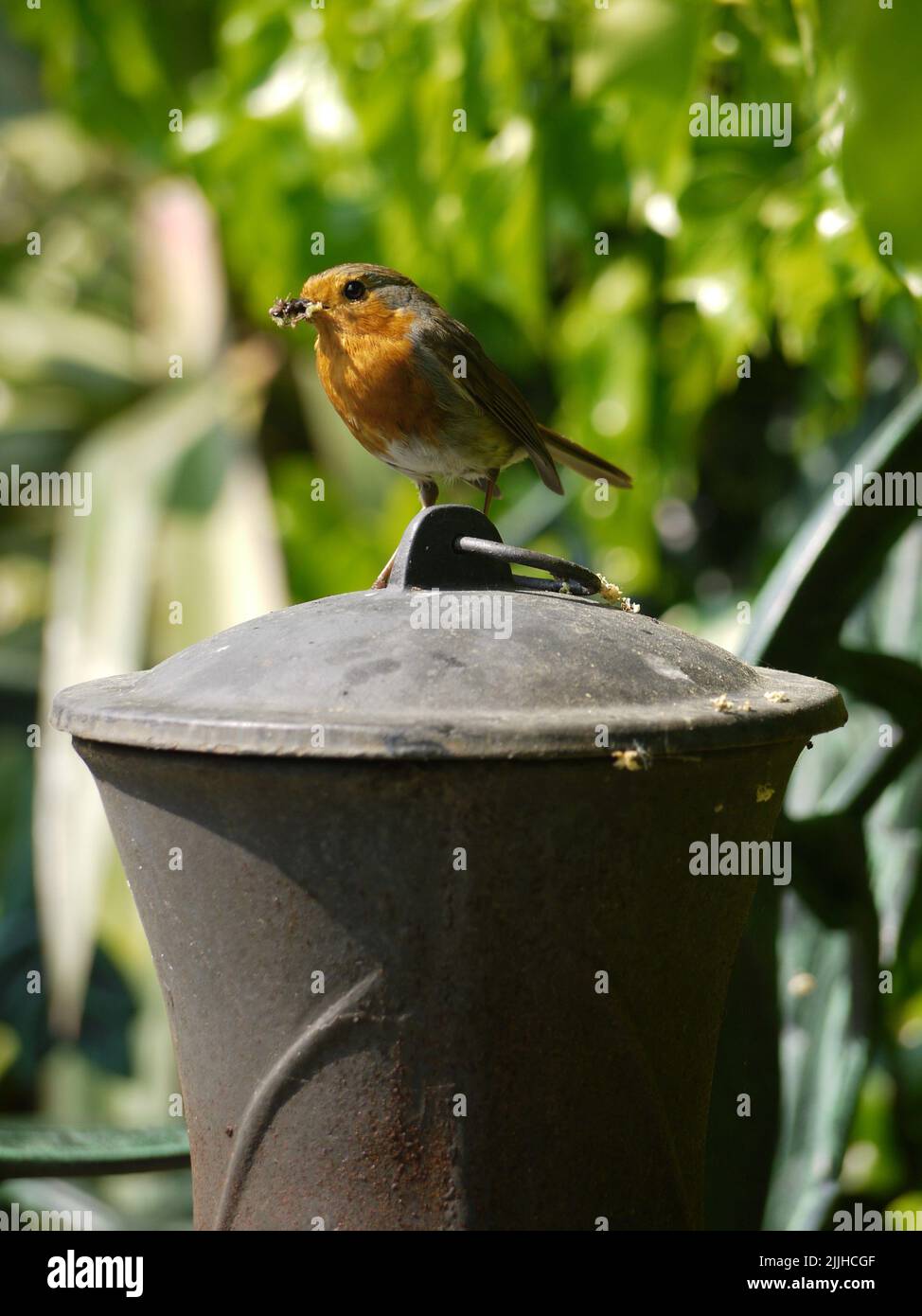 Grubs Up: A nesting robin with insects in its beak perches on top of a ...