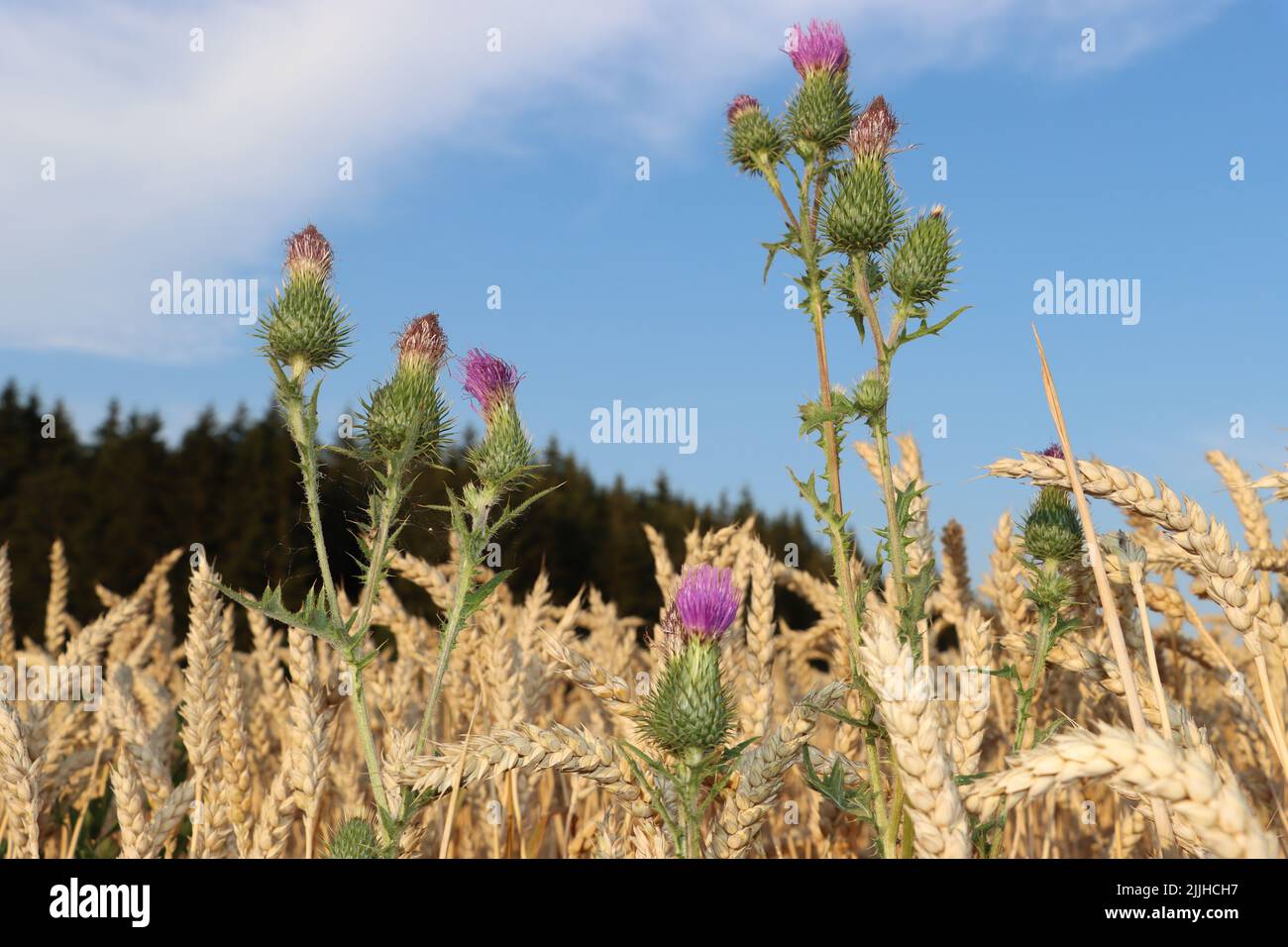 Distel silhouette hi-res stock photography and images - Alamy