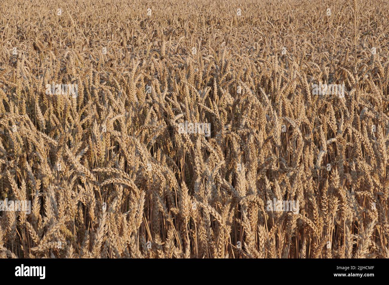 green wheat growing high. at sunset still enjoying summer with full ...