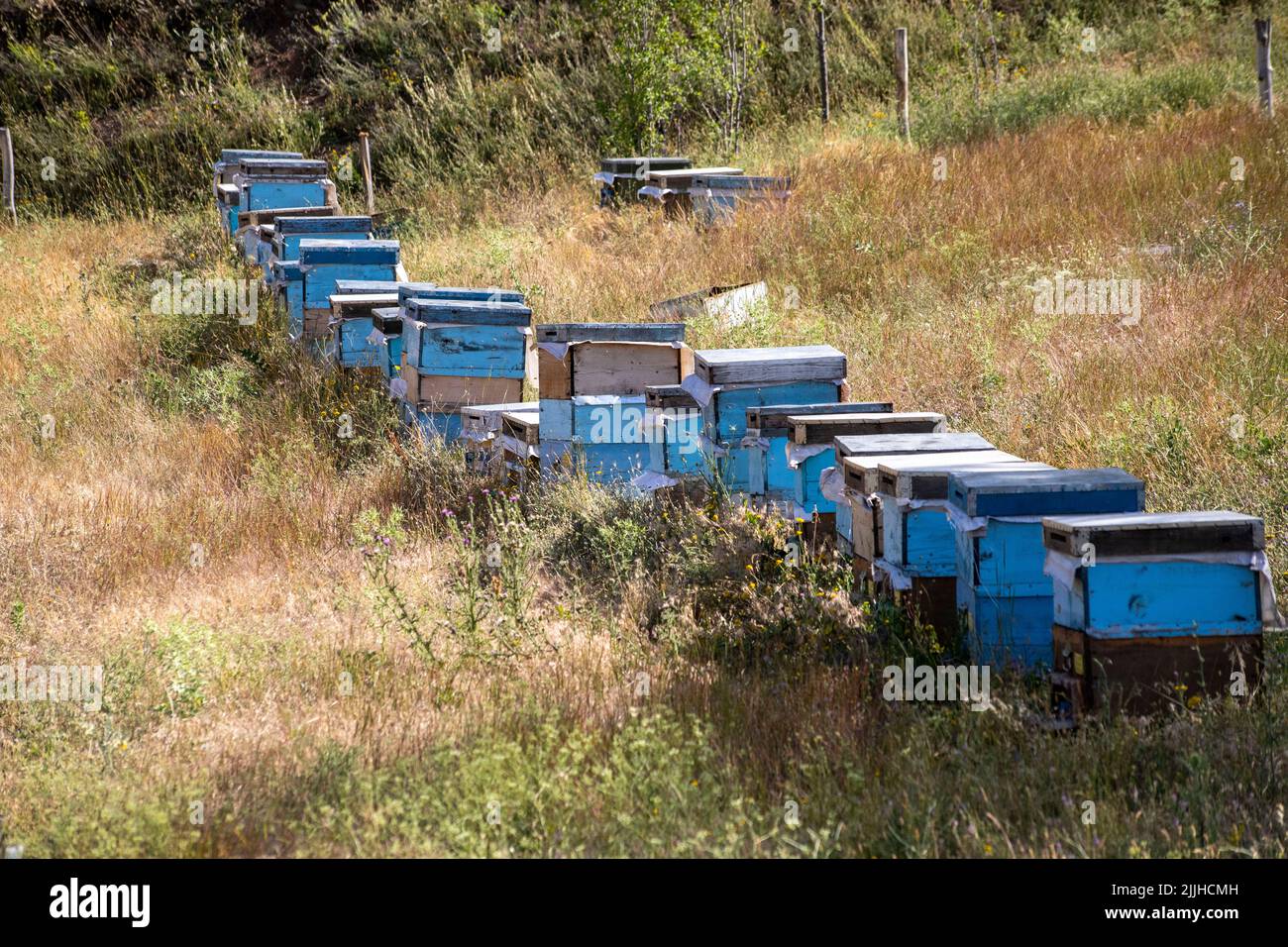 Honey Bee Hives Placed In Nature To Make Honey Stock Photo Alamy
