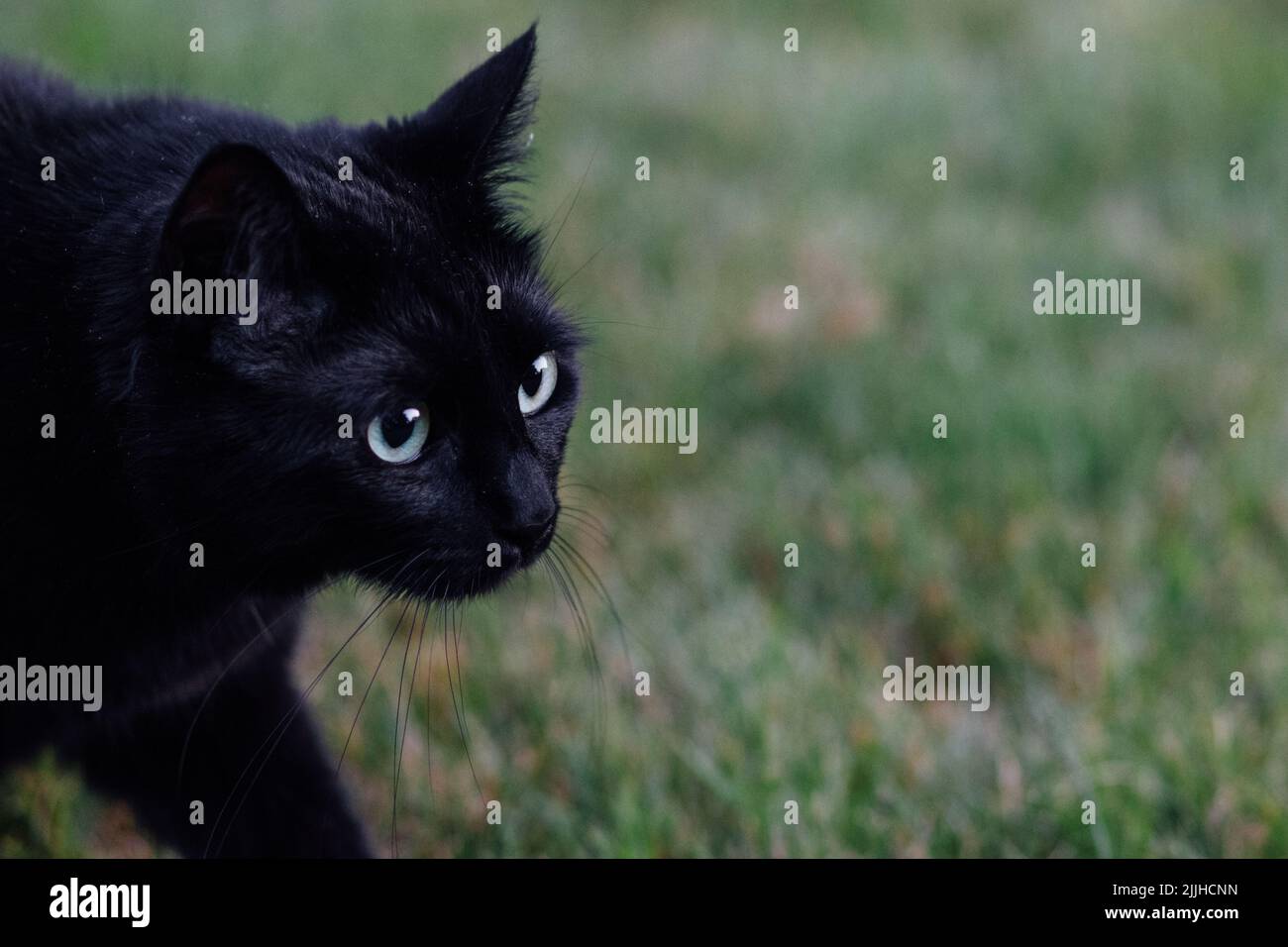 black cat looking right, walking, prowling on grass Stock Photo - Alamy